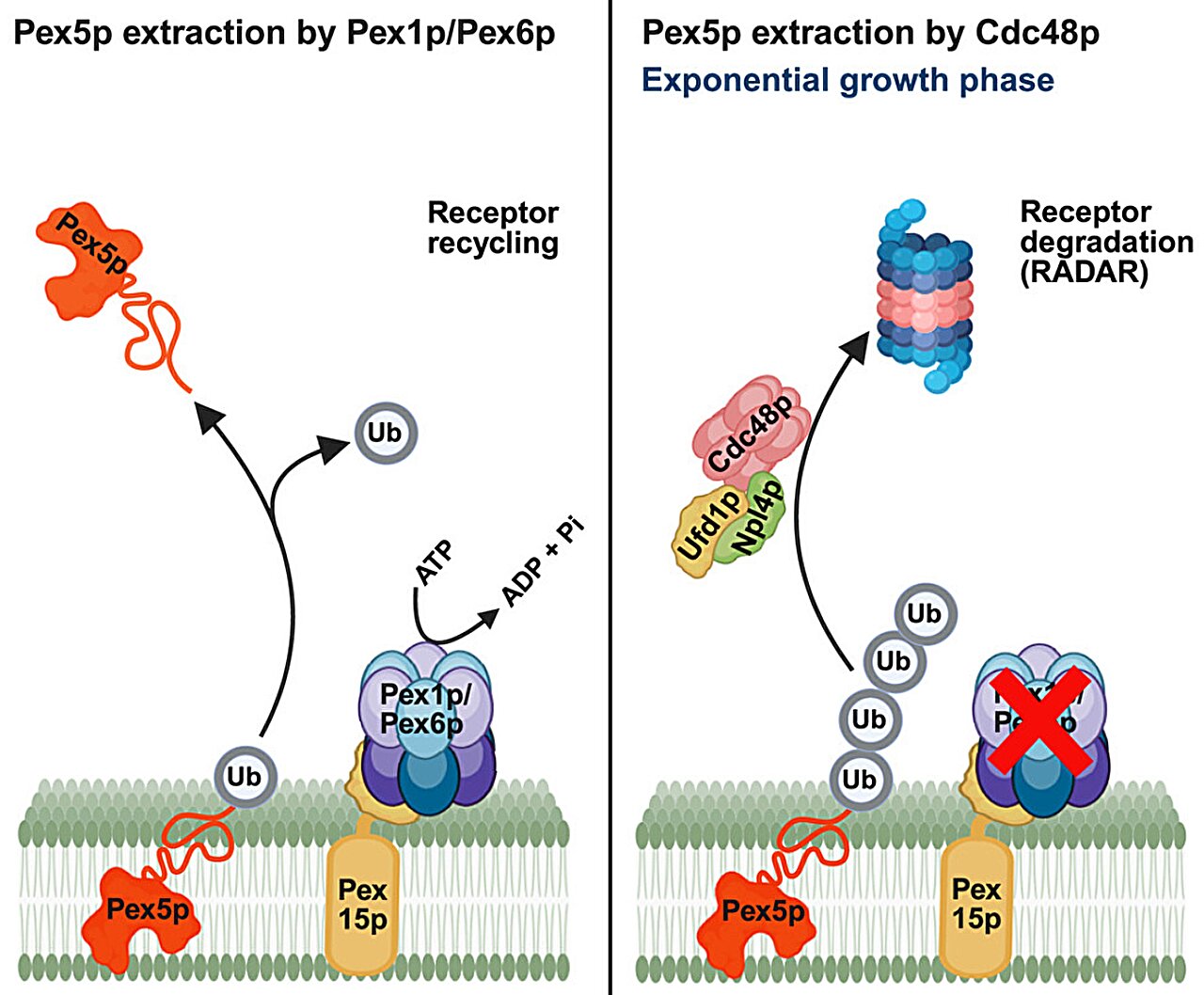 New quality control mechanism discovered in yeast peroxisomes
