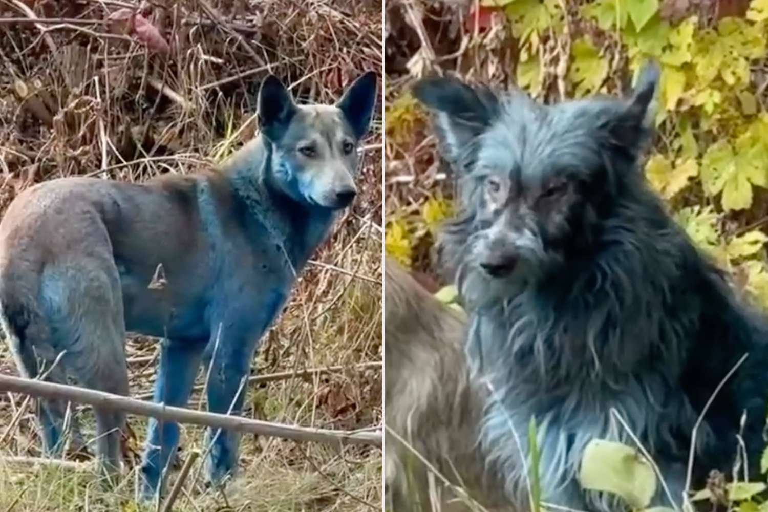 Scientist shuts down theories about blue dogs seen at Chernobyl, offers ...