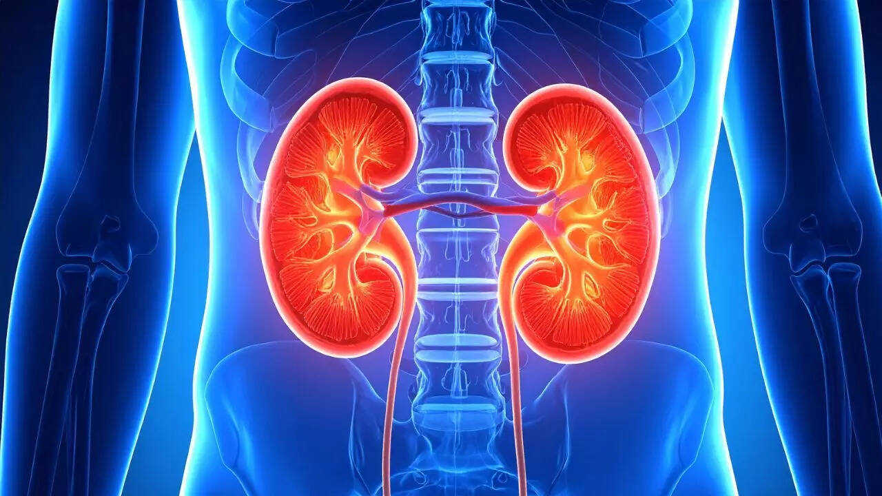 Renal failure vs kidney failure: Are they the same? Know the meaning ...
