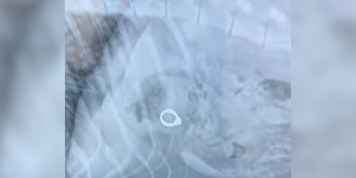 Vet Can't Stop Laughing When She Solves Mystery Of Missing Engagement Ring