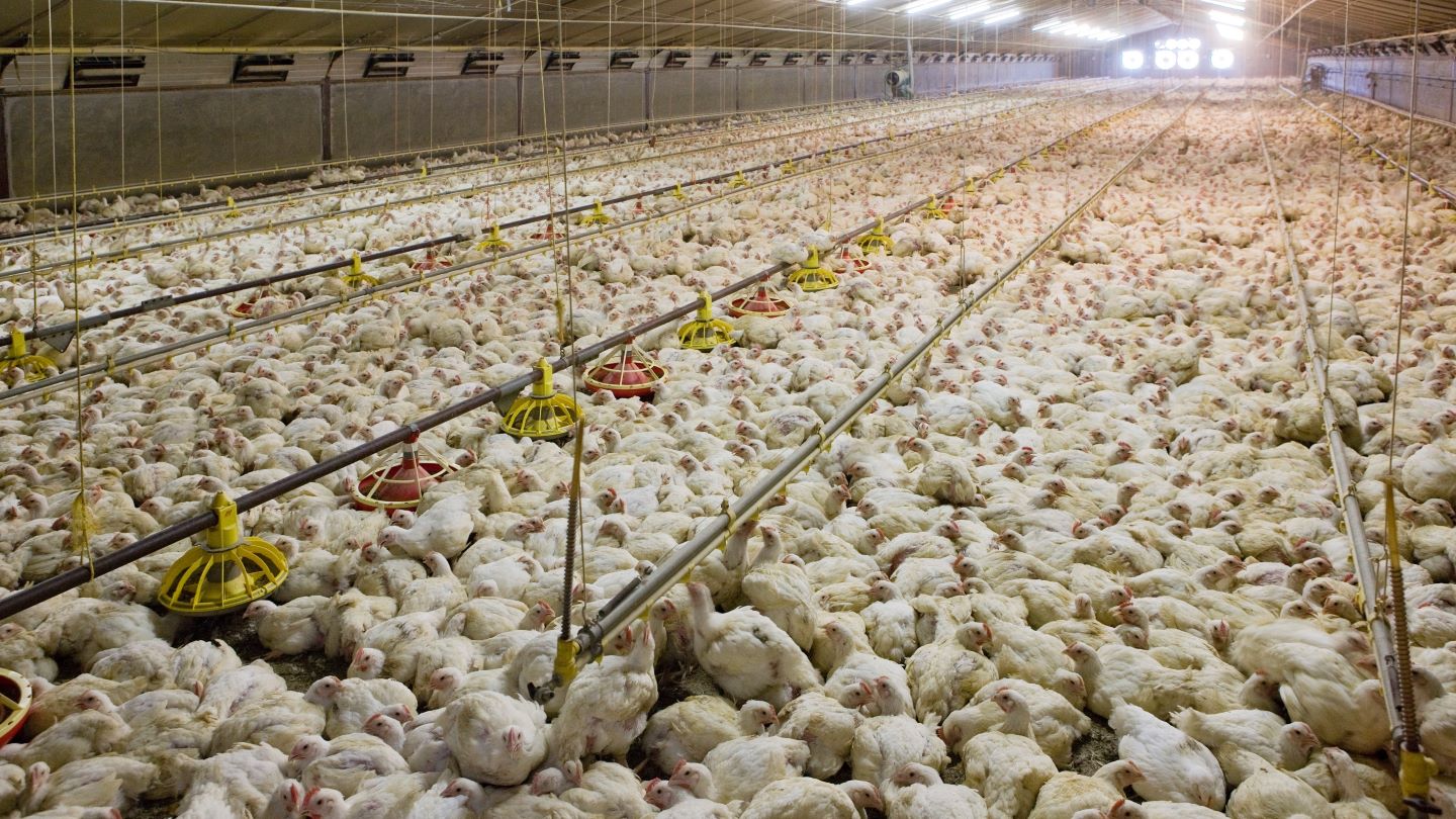 Astral Foods expects EPS rebound driven by “strong” recovery in H2