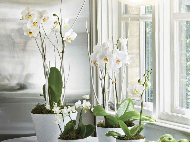 How often to repot orchids so they stay healthy