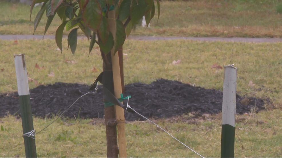 Let's Grow Local: Over 100 trees planted in Cincinnati as part of ...