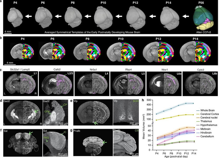 Detailed brain growth atlas in mice offers insights into brain development