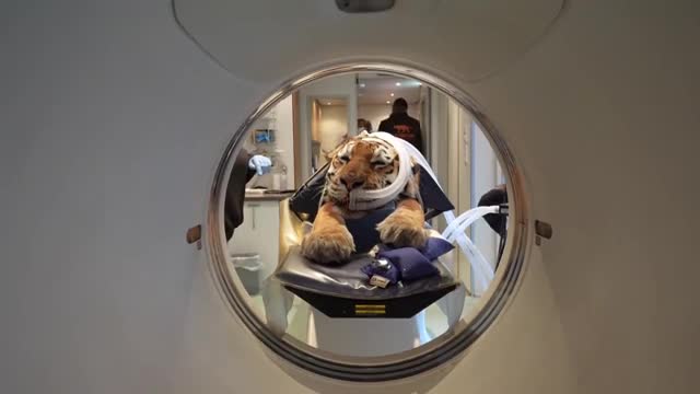 Watch: Endangered tiger undergoes specialist CT scan at zoo