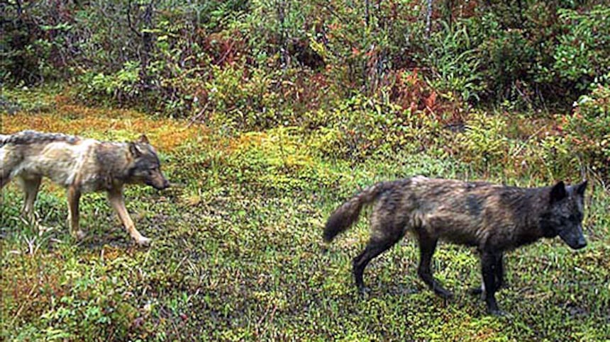 Parks Canada warns of increasingly ‘bold’ wolves stalking dogs near ...