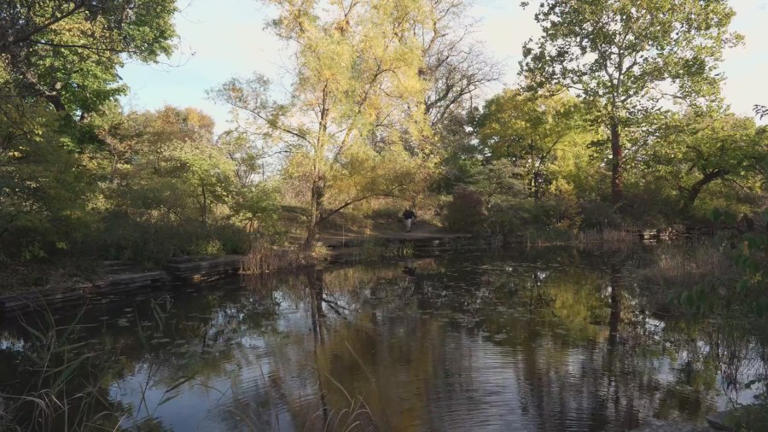 ‘It’s a deep breath’: Chicago’s Alfred Caldwell Lily Pool restored to ...