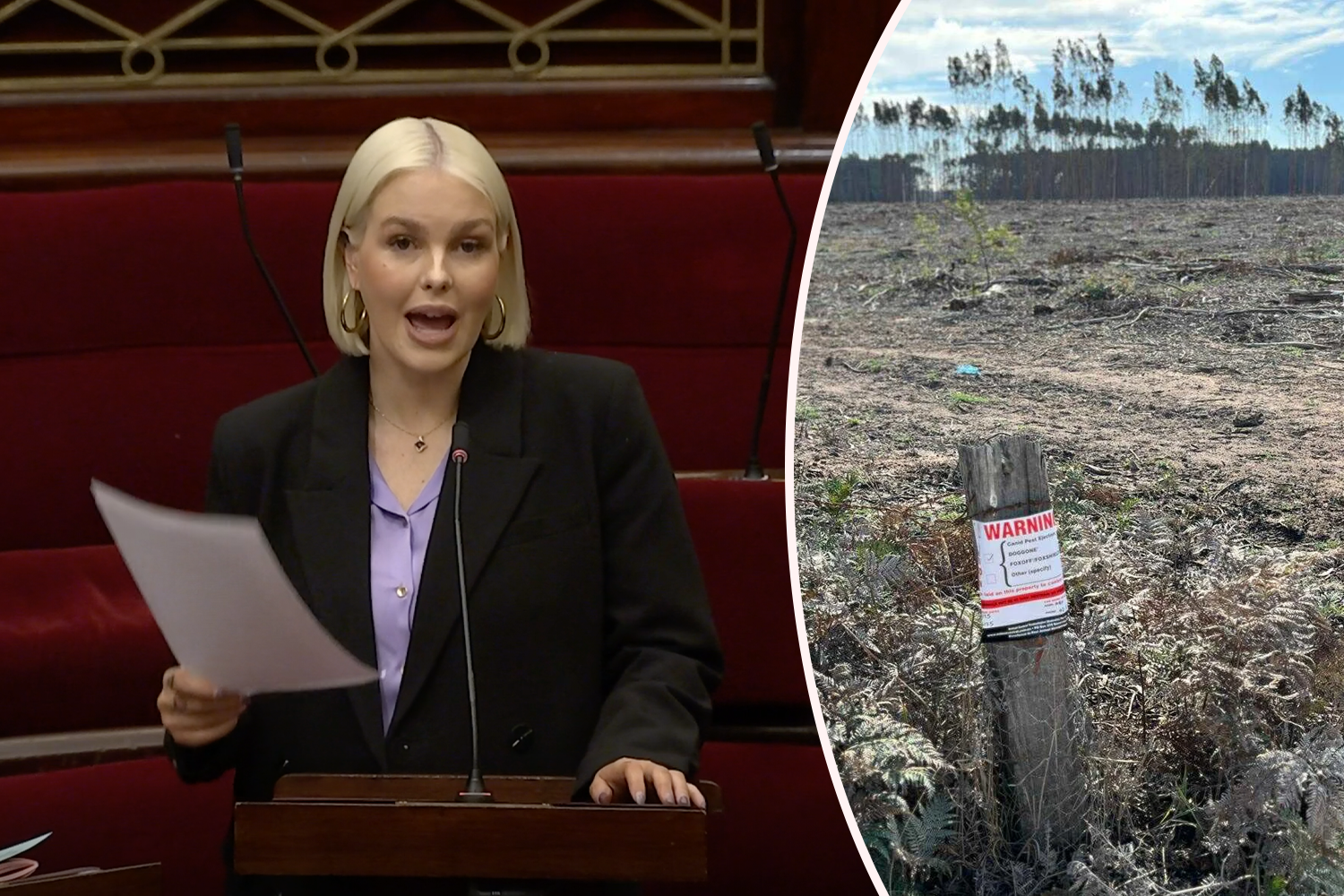 Calls for independent inquiry into helicopter shooting of koalas that ...