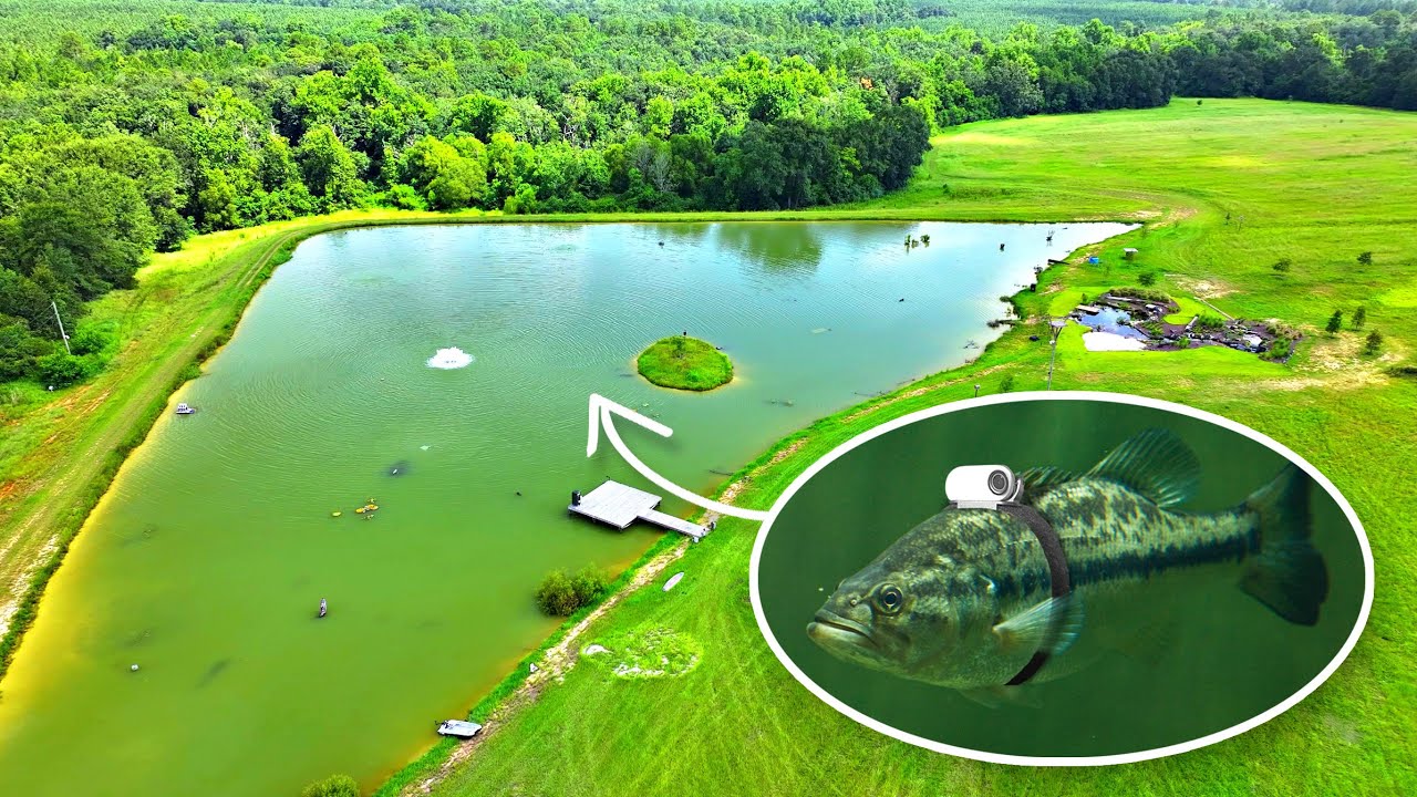 I strapped a tiny camera on a bass! 🎥🐟