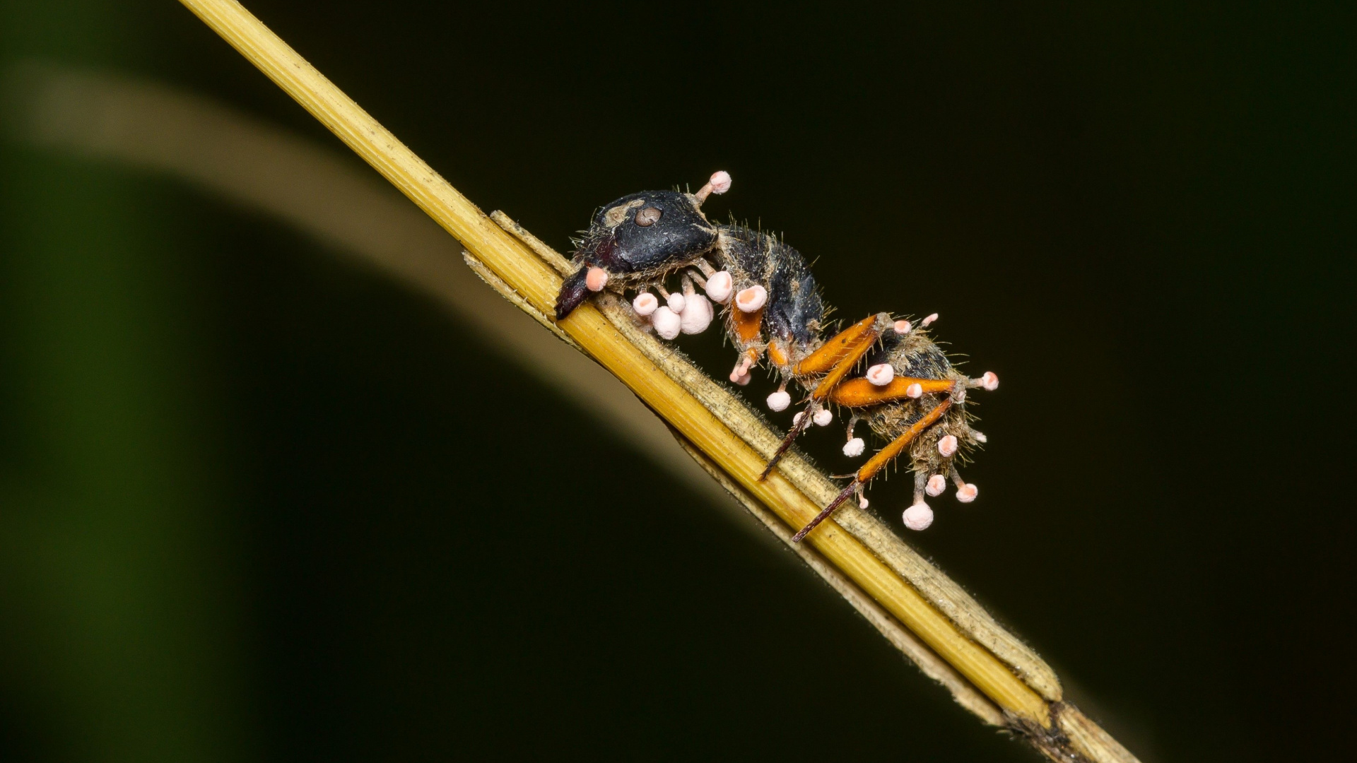 8 Real-Life “Zombie” Animals Controlled By Parasites