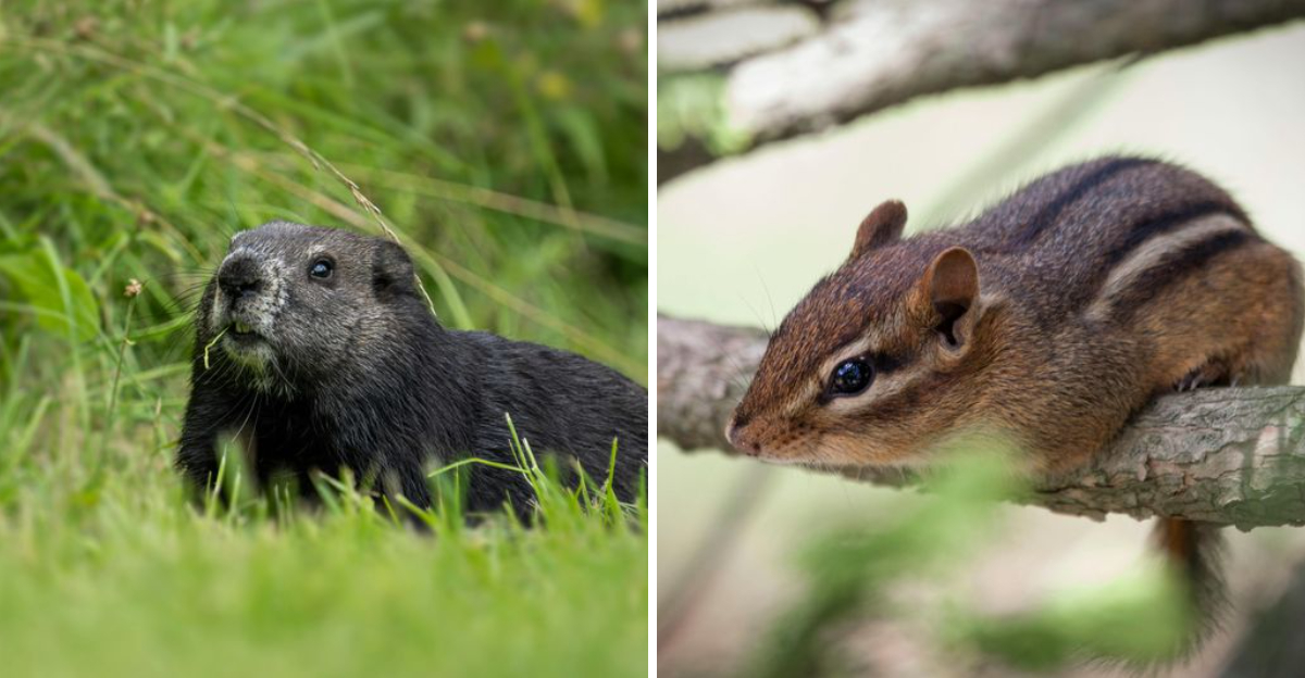 10 Adorable Canadian Animals You Probably Didn’t Know Existed