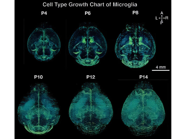 Detailed brain growth atlas in mice offers insights into brain development