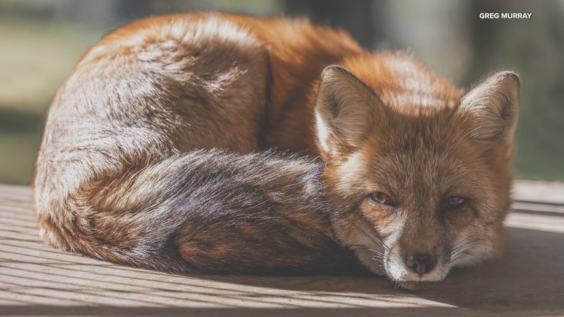 Cleveland photographer helps sanctuary expand home for rescued foxes ...
