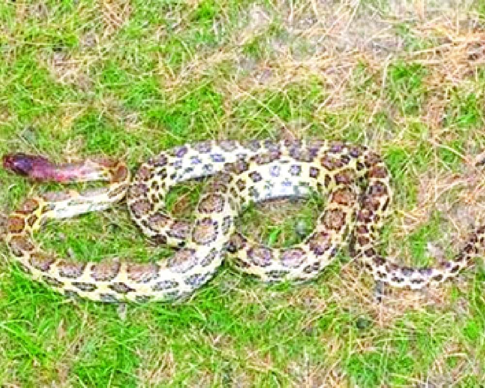 12-foot python rescued from park in Sarai Kale Khan