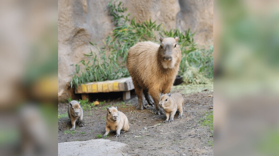 Sacramento Zoo welcomes five baby capybaras from ‘first-time mom’