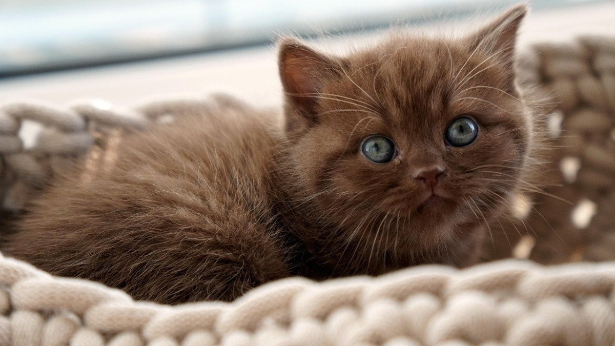10 science-proven activities that increase your cat's happiness