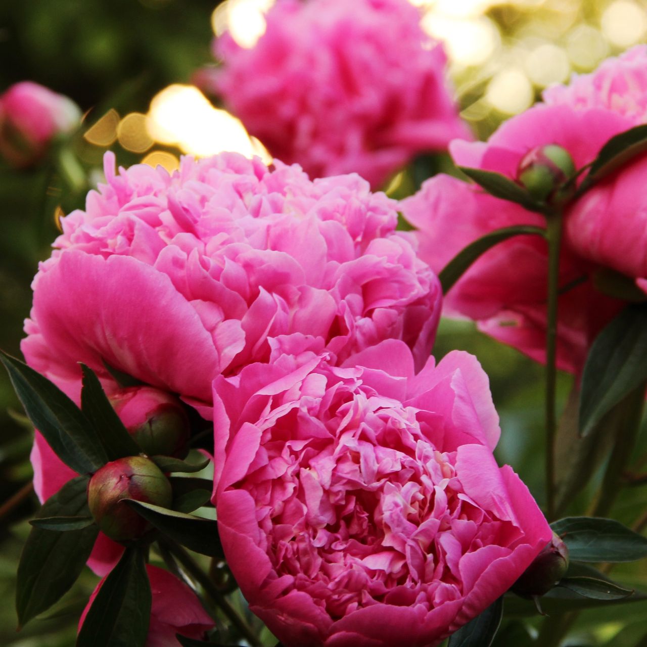 Peonies Autumn Care