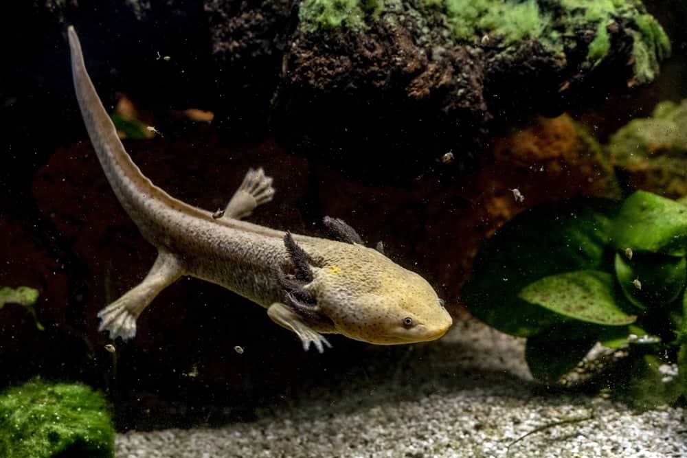 How Amphibians Breathe Through Their Skin to Survive