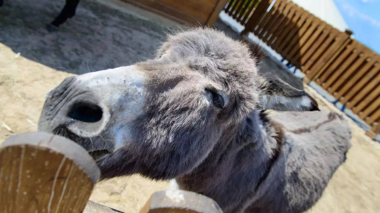 7 amazing donkey secrets you probably didn’t know