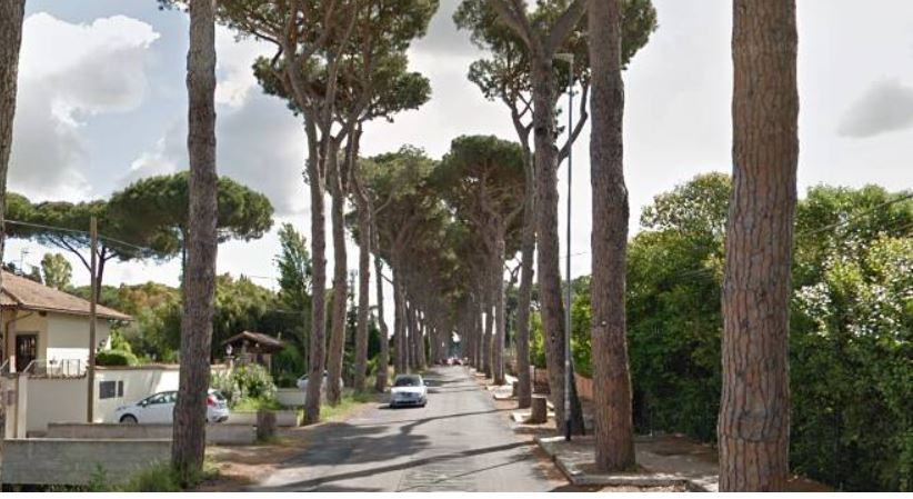 I residenti protestano: “Molti pini malati su Viale di Castel Porziano ...