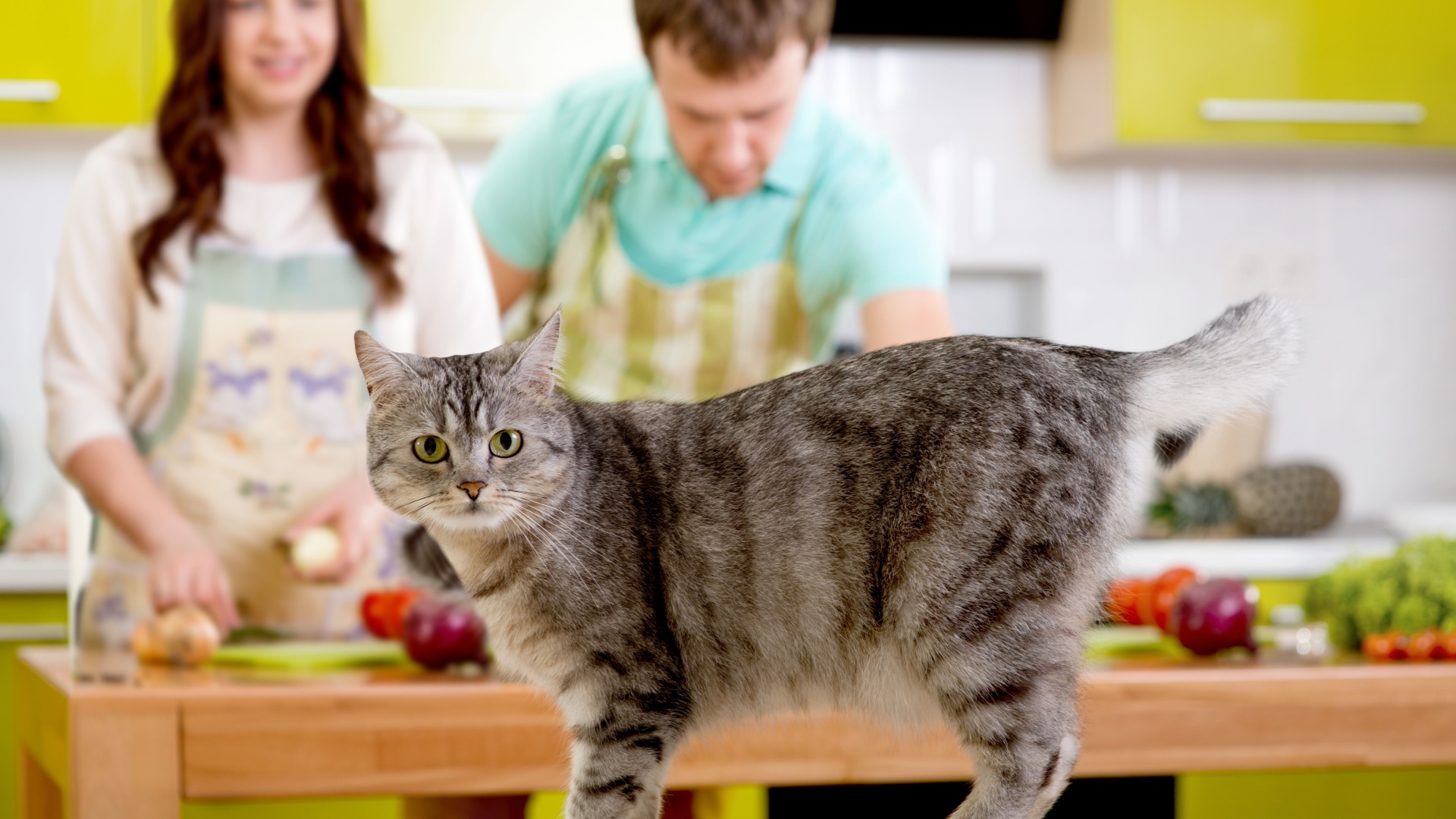 7 Signs Your Cat Thinks You’re His Servant And He’s The Real Boss