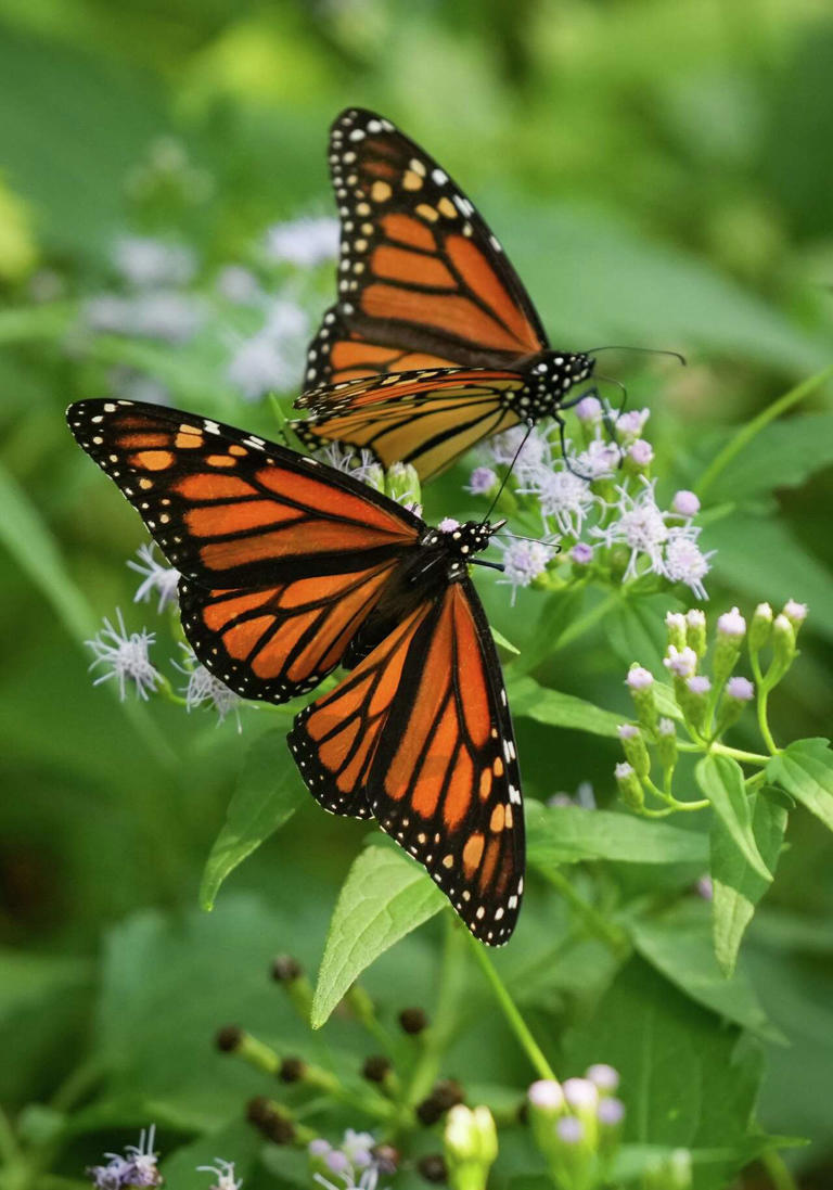 When is peak monarch butterfly migration in Texas?