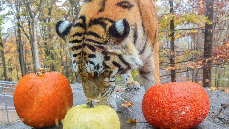 'Romp, stomp and chomp;' The Rosamond Gifford Zoo's 'Squishing of the ...