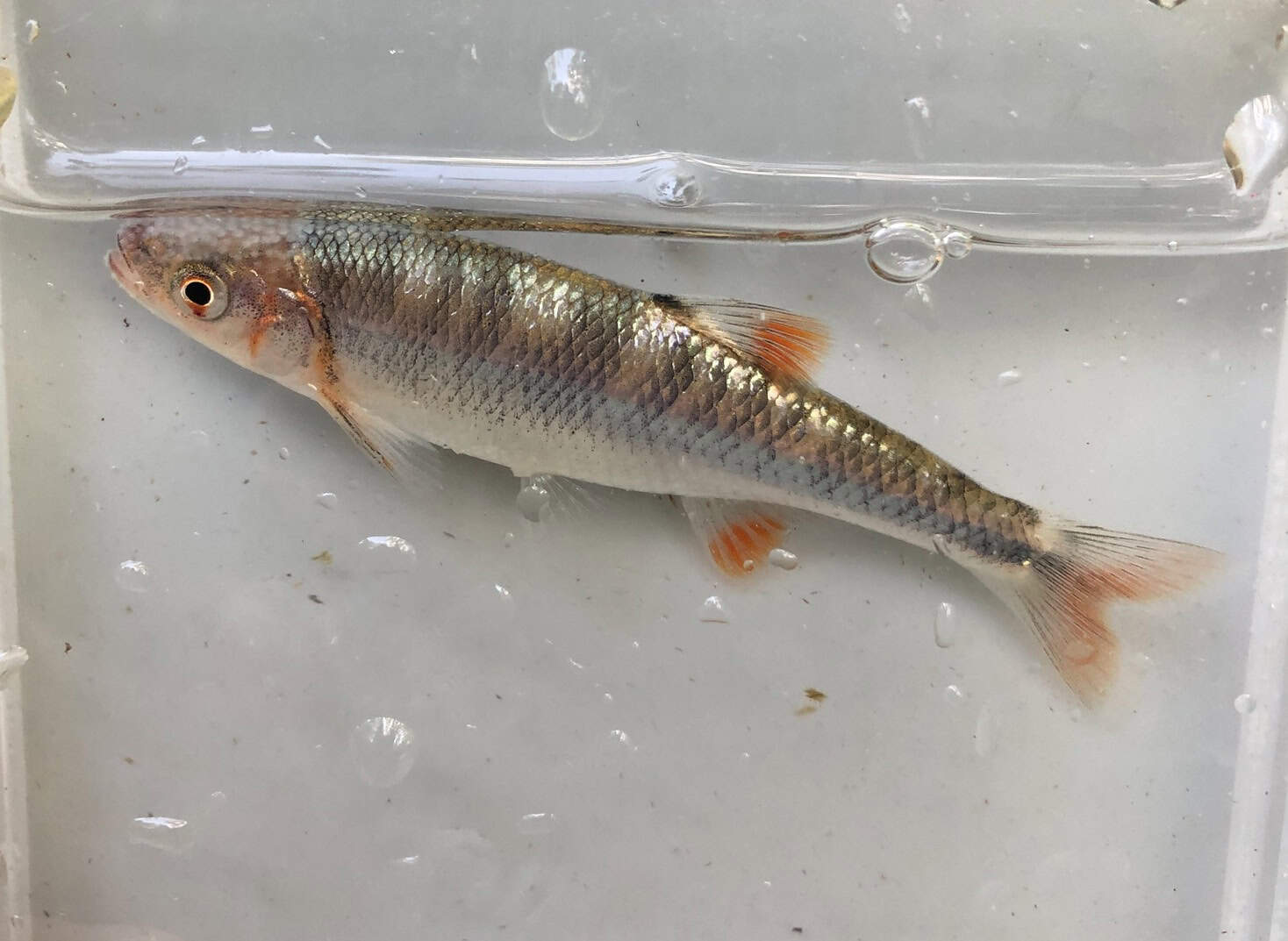 All of the Fish and Freshwater Creatures You’ll Find in the Tennessee River