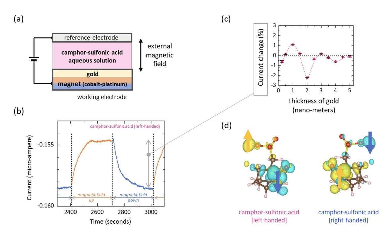 Discovery of a new principle: Chiral molecules adhere to magnets