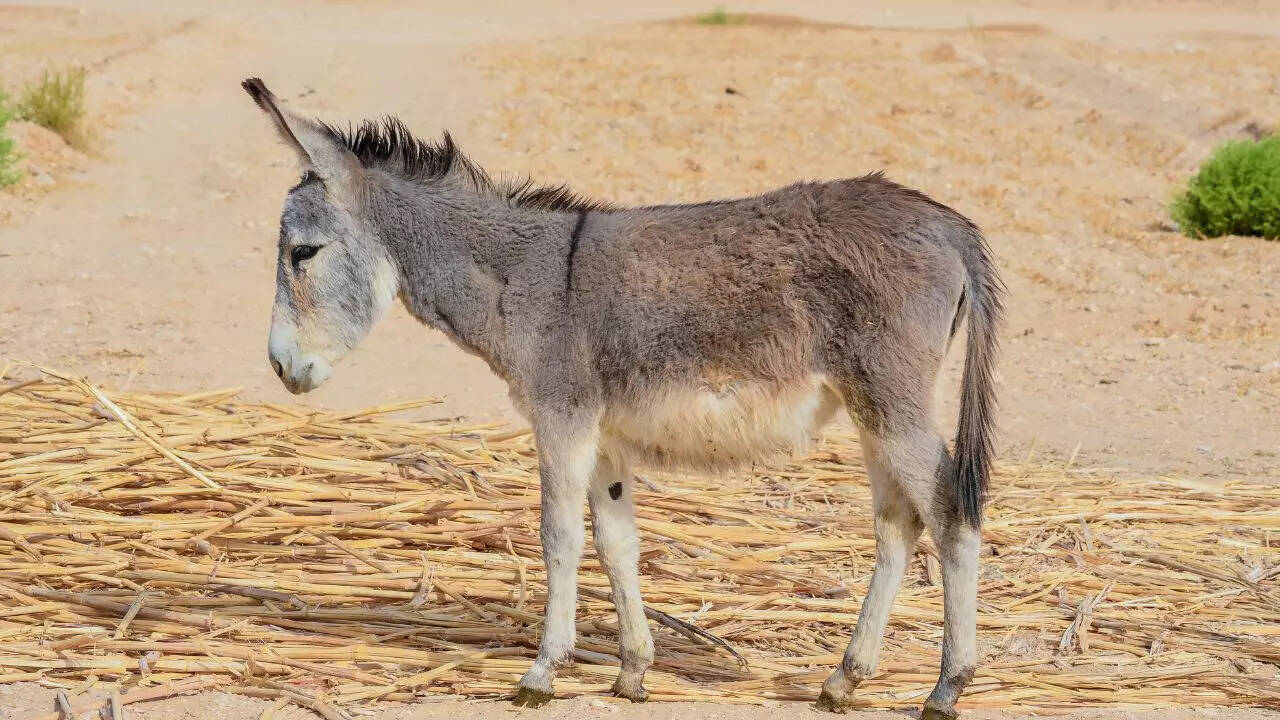 7 amazing donkey secrets you probably didn’t know
