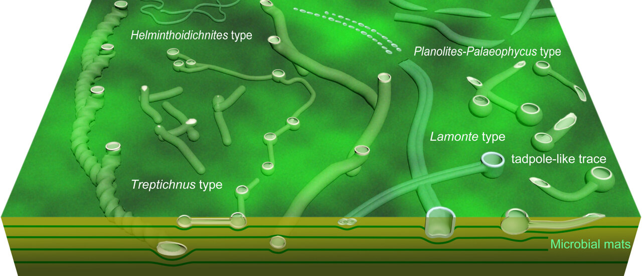 Oldest known 3D burrow systems uncovered in Hubei's Shibantan biota