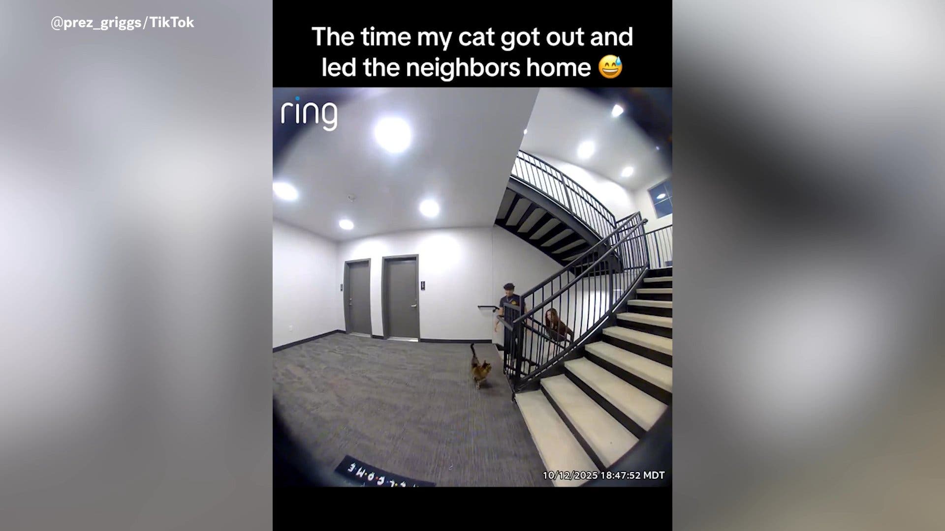 Neighbors Return Cat