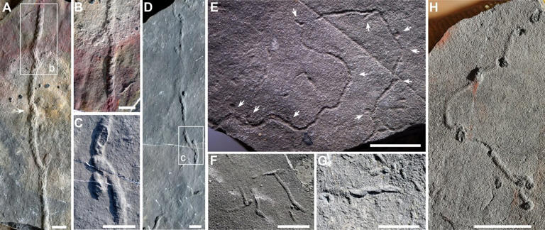 Oldest known 3D burrow systems uncovered in Hubei's Shibantan biota