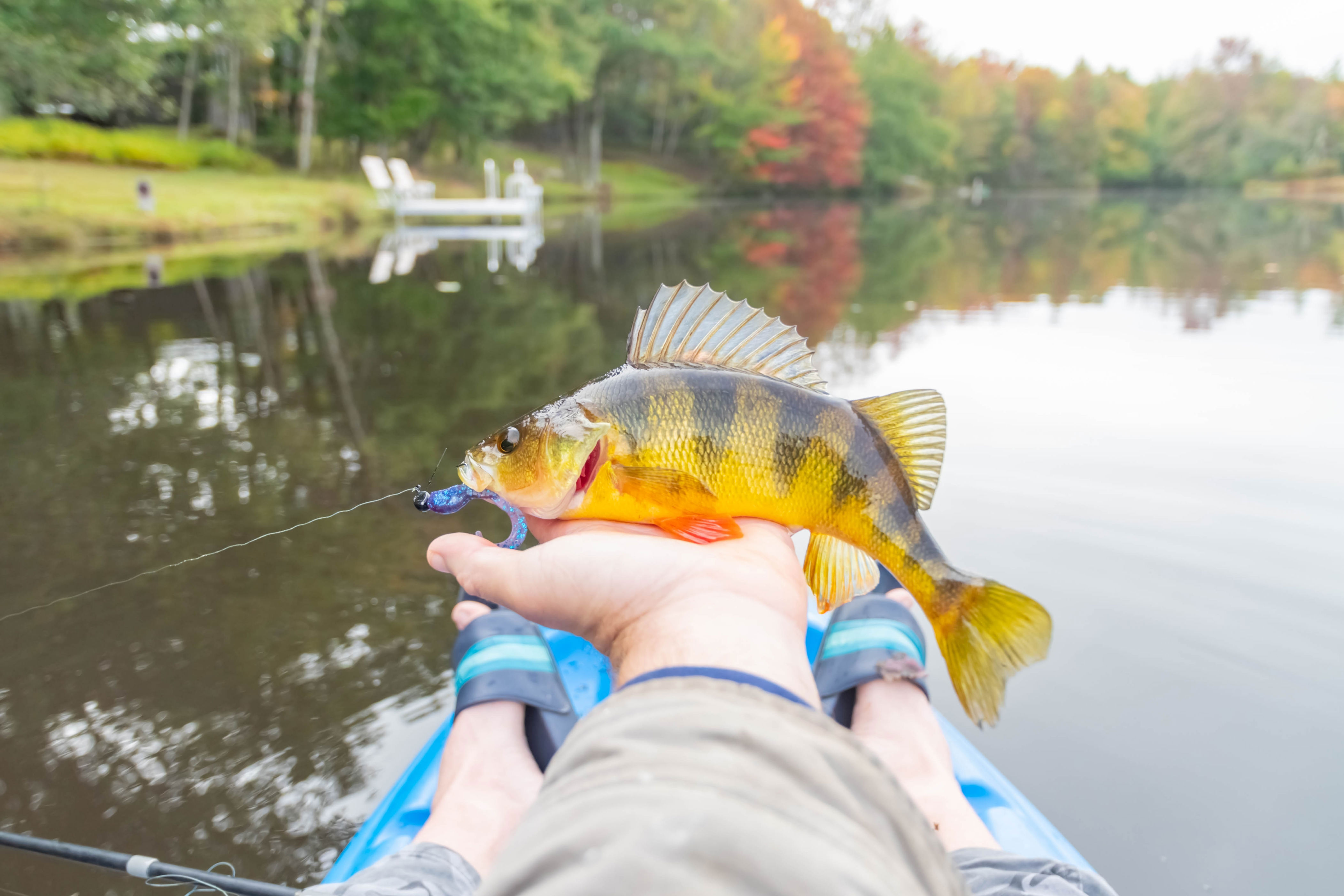 All of the Fish and Freshwater Creatures You’ll Find in the Tennessee River