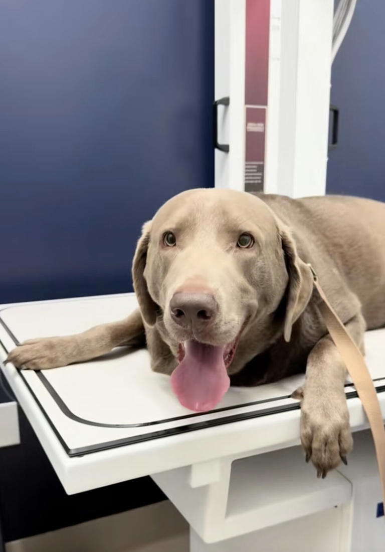 Vet Can't Stop Laughing When She Solves Mystery Of Missing Engagement Ring