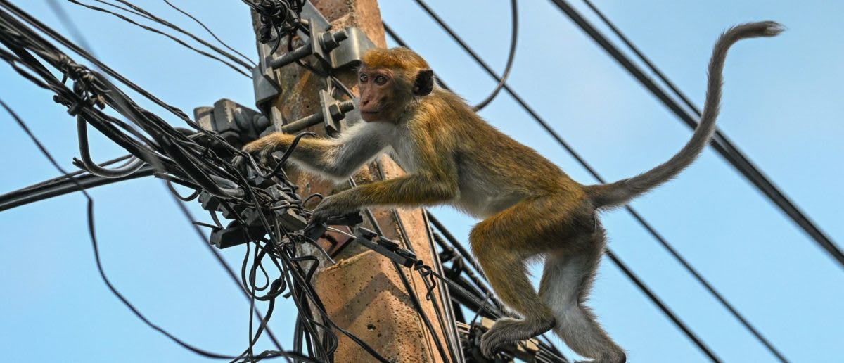 Mississippi Cops Slaughter Escaped Monkeys After Trucker Said They Were ...
