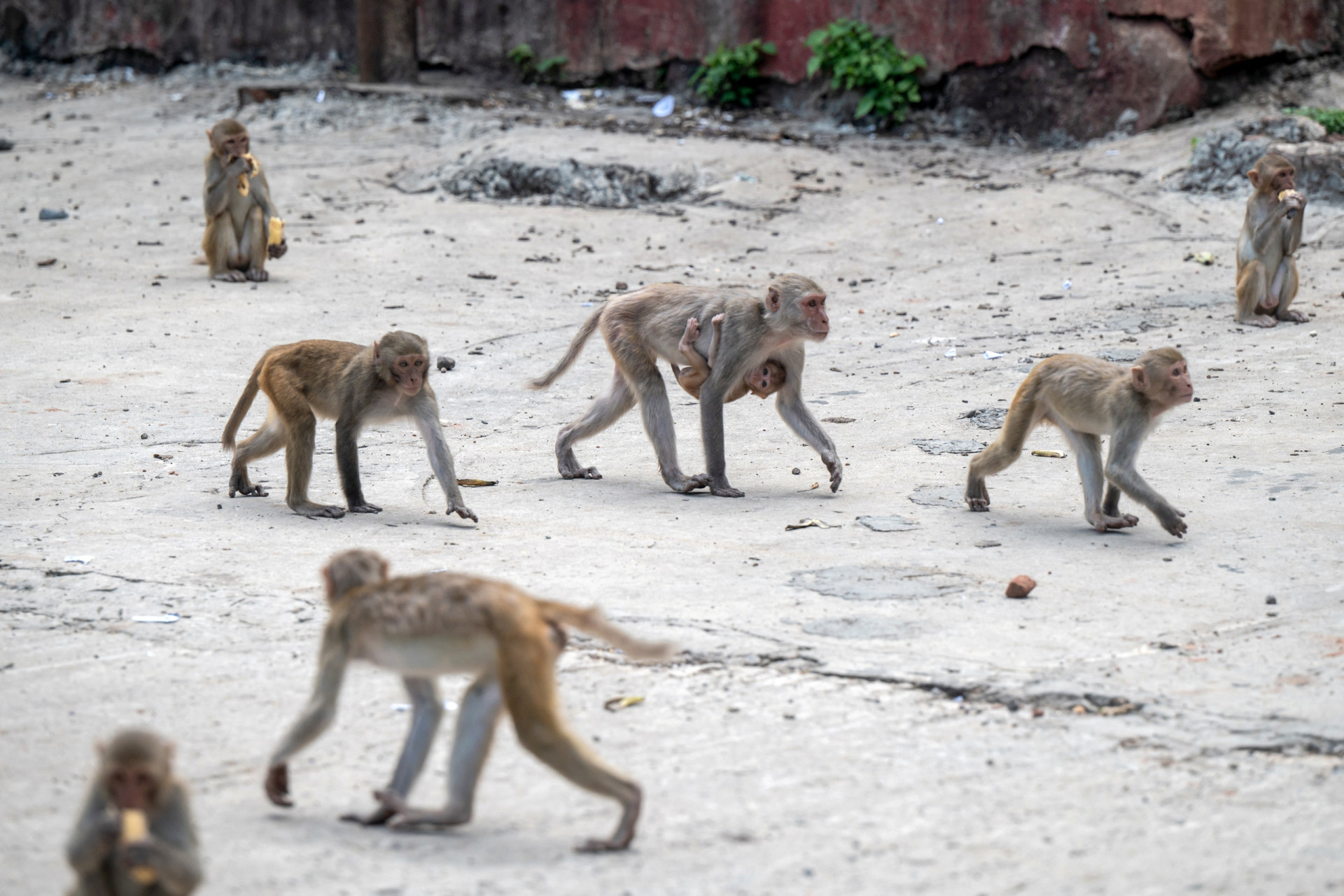 Can Earth survive without humans?