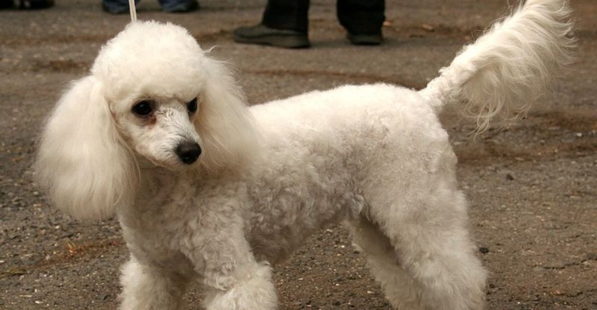 18 Friendly and Adaptable Dog Breeds Perfect for New Pet Owners