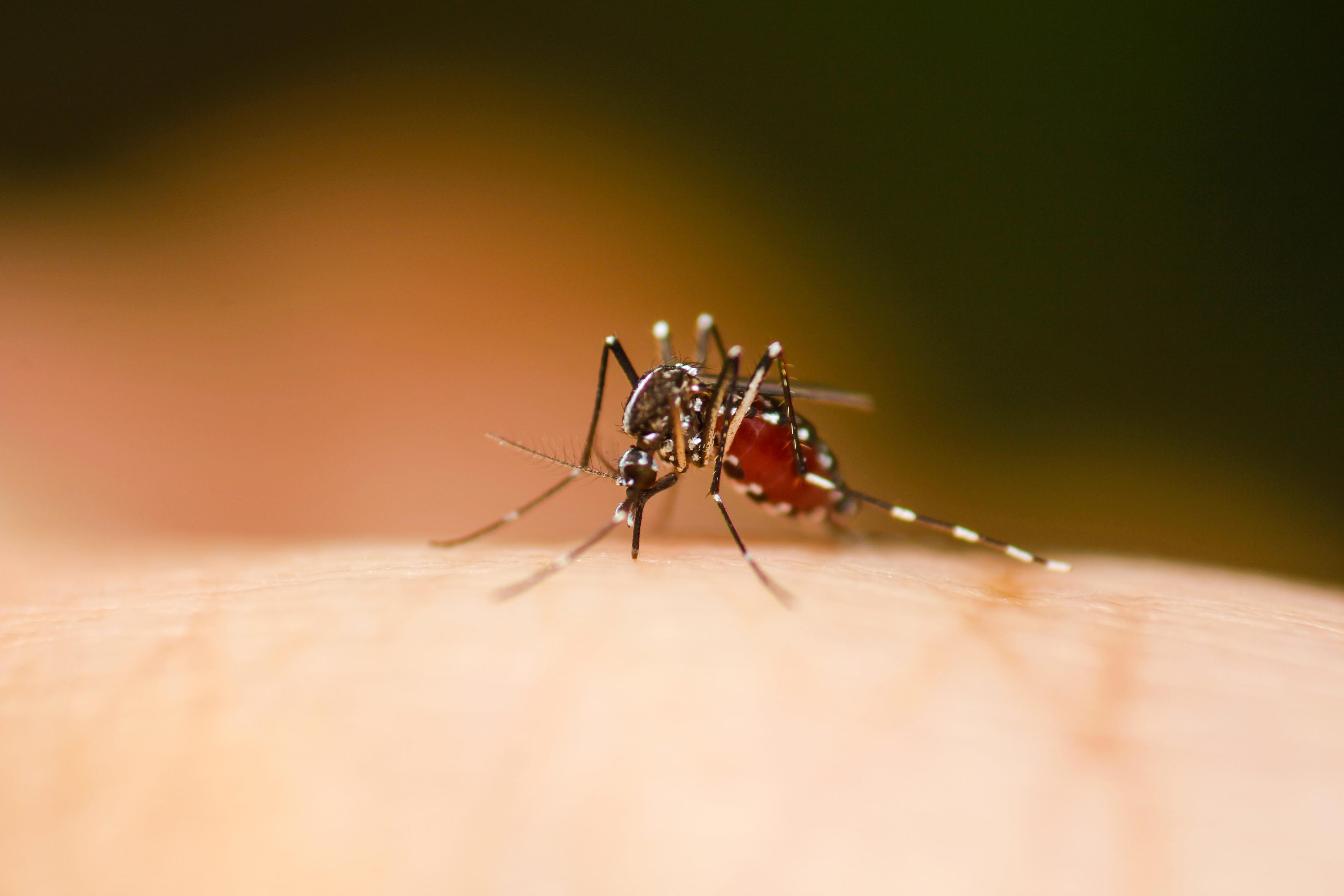 Insect repellents are as low as $3 right now: Stock up before midnight