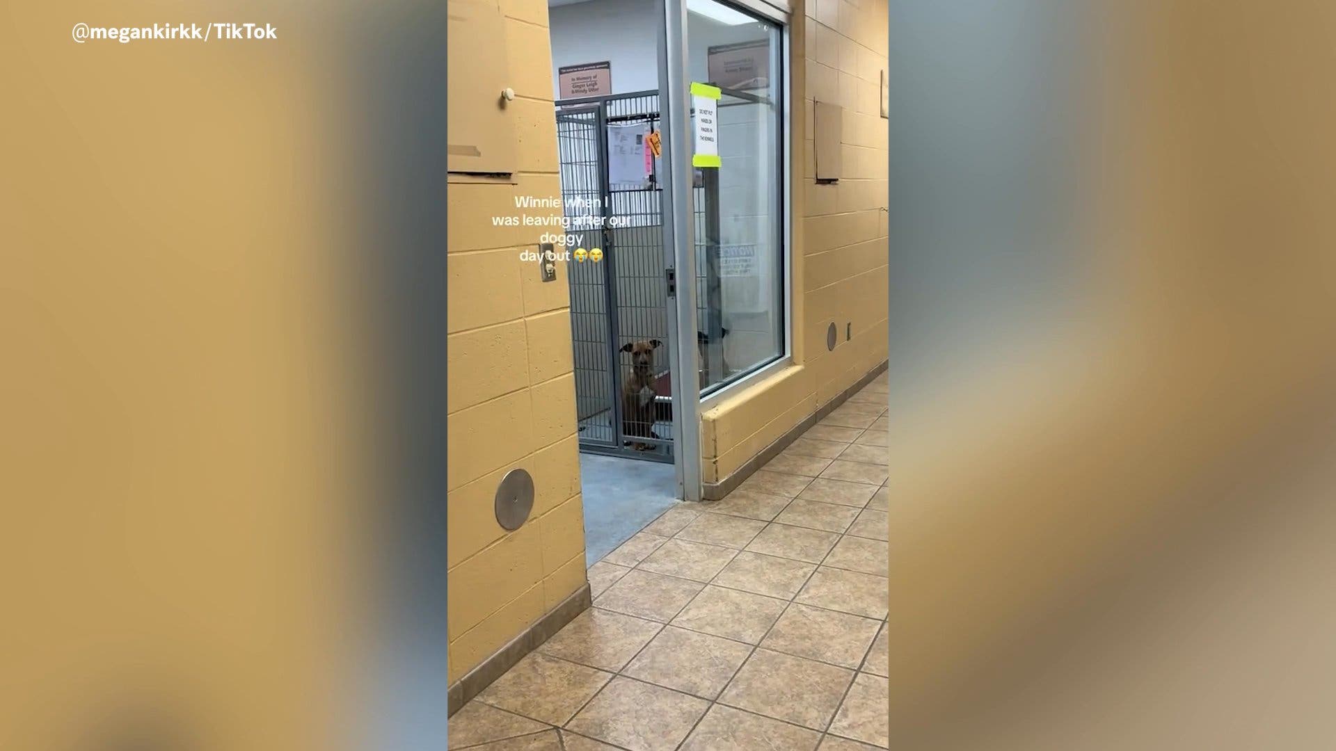 Dog’s Face Inside Shelter
