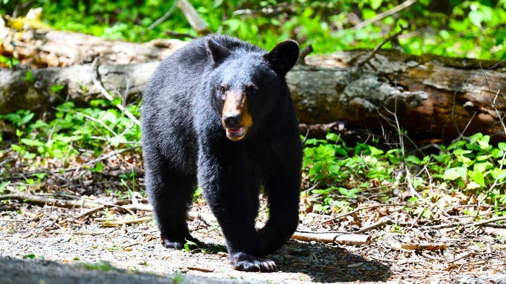 Conservation Police warn against illegally shooting bears