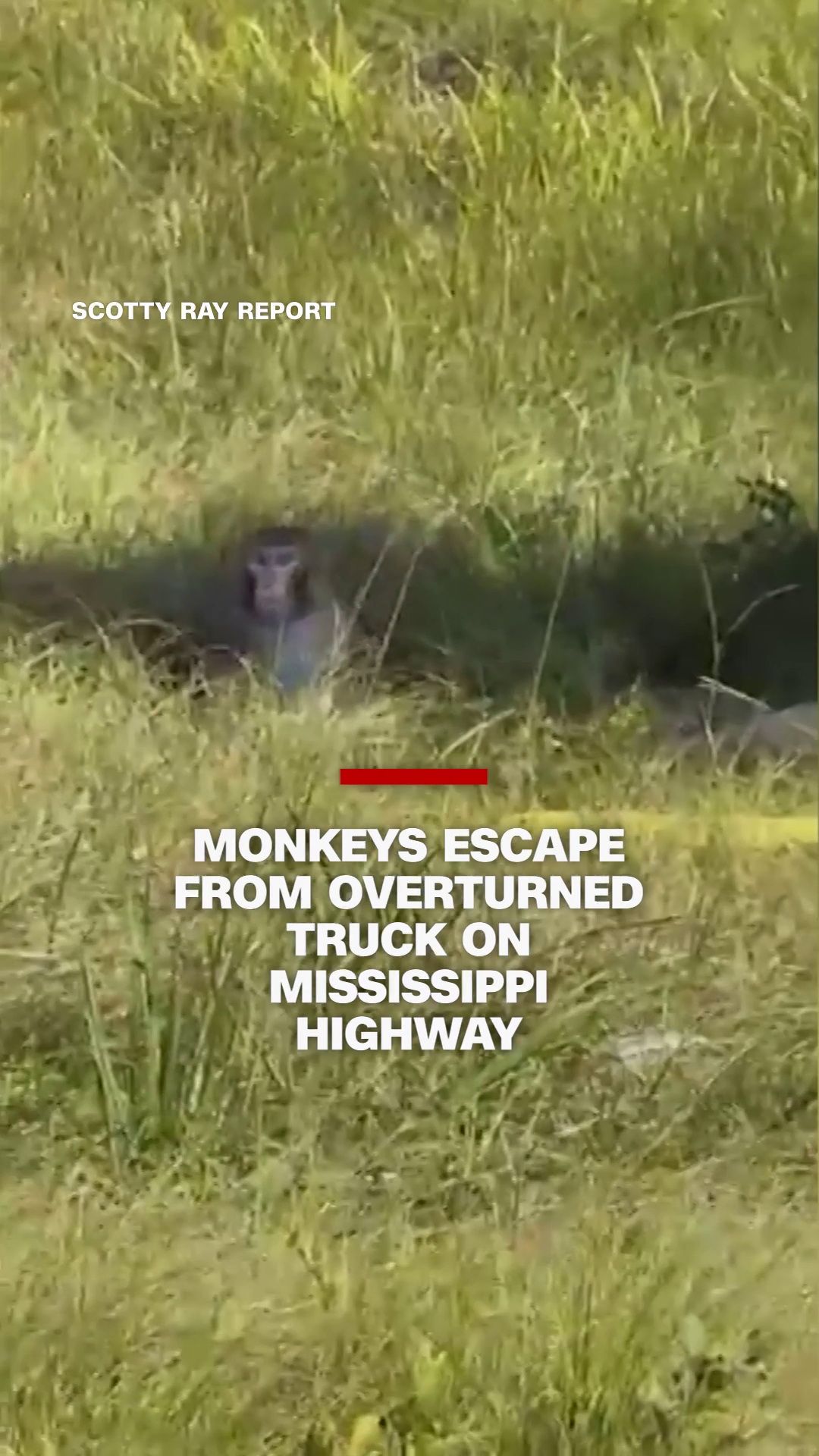 Monkeys escape from overturned truck
