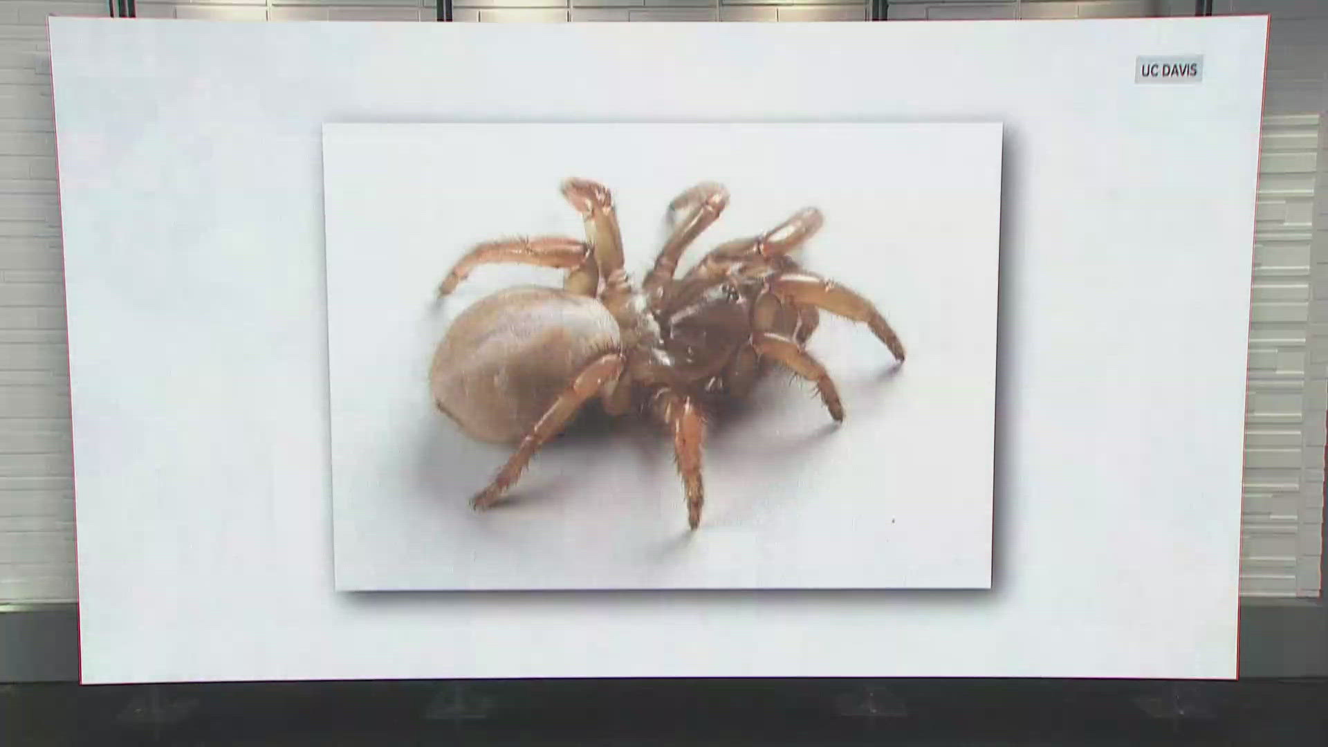 UC Davis scientists discover new trapdoor spider species along ...