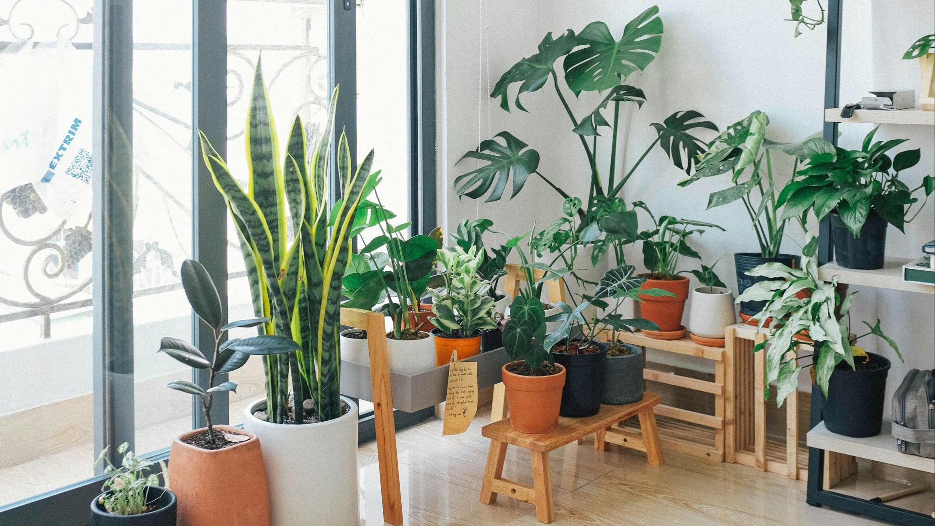 10 Reasons To Keep Plants In Your Home & 10 That Purify The Space