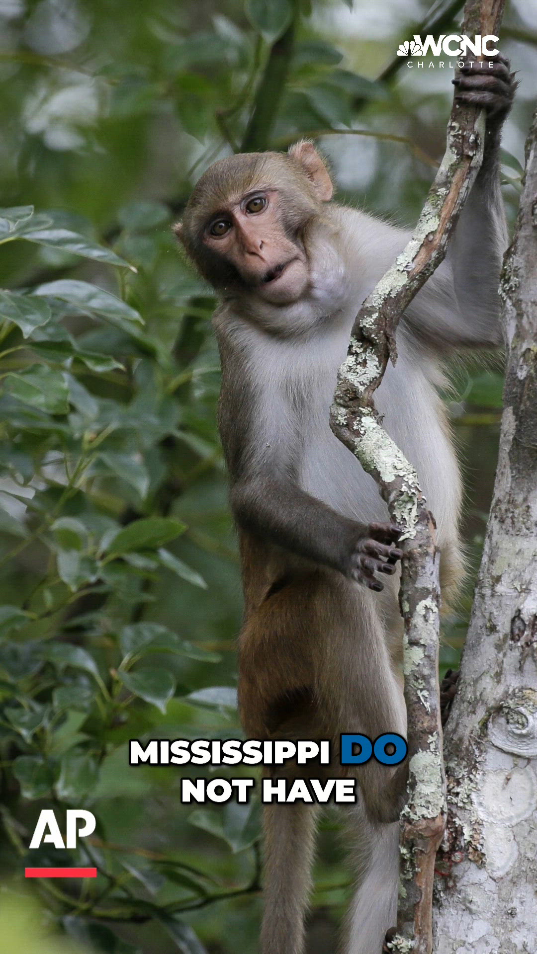 Monkeys loose in Mississippi are not infectious, despite initial reports