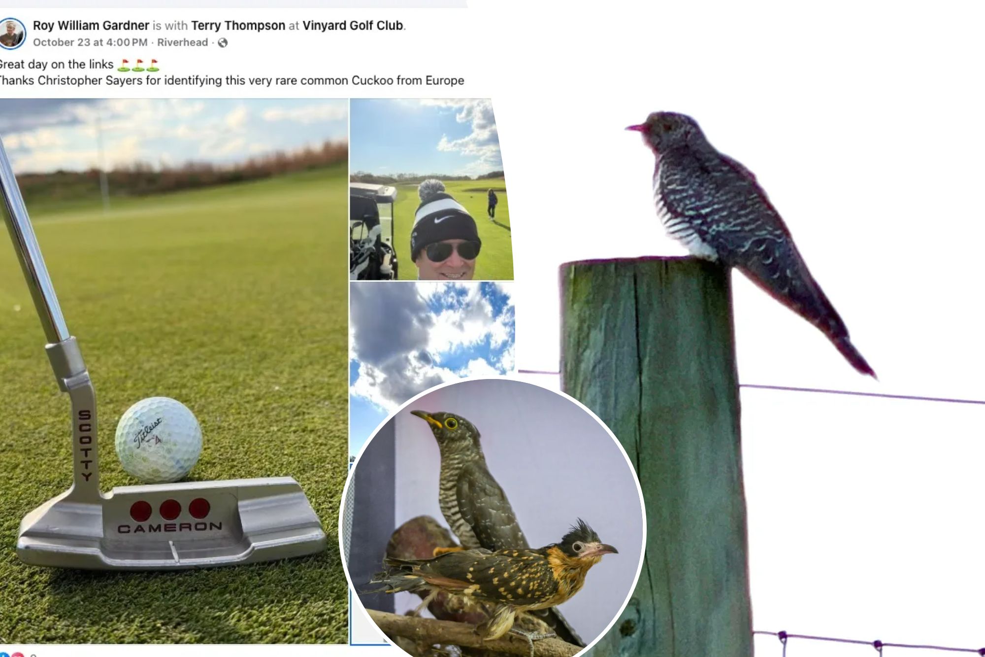 Hundreds of dedicated birders flock to Long Island after rare cuckoo ...