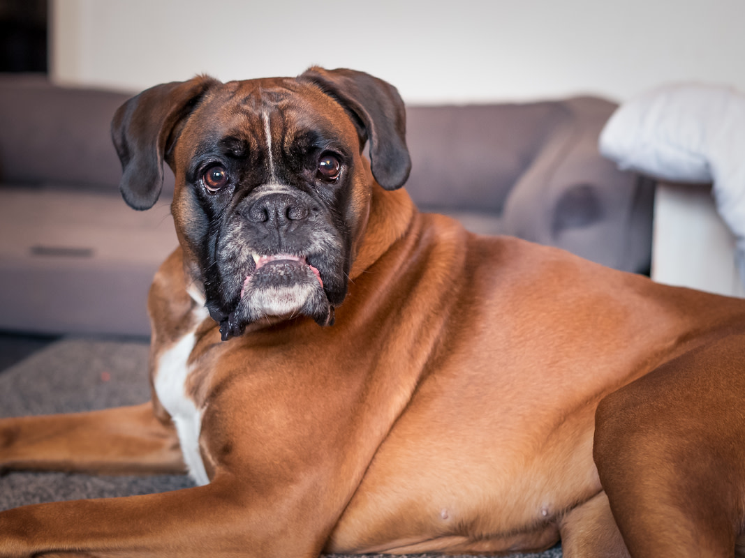 Boxer Throws Hilarious Silent Tantrum After Mom Forgets Pup Cup
