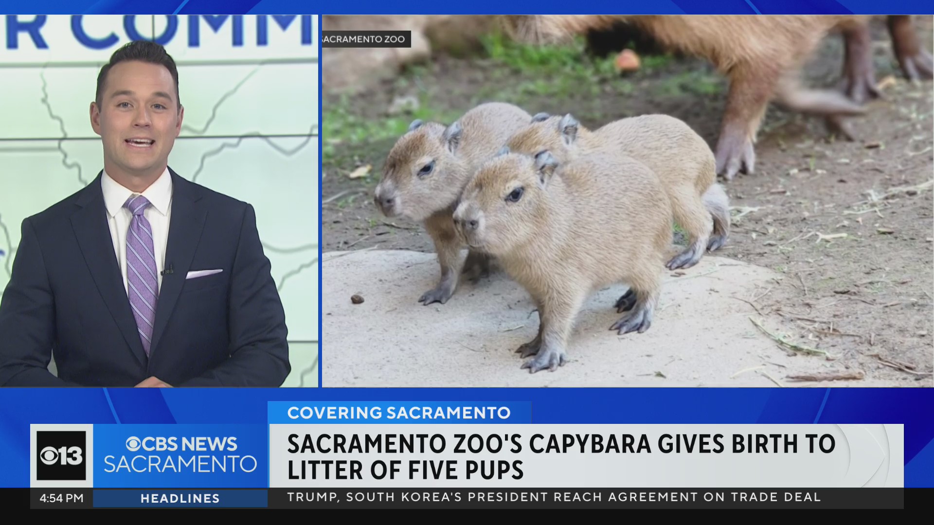 Litter of 5 capybara pups born at Sacramento Zoo