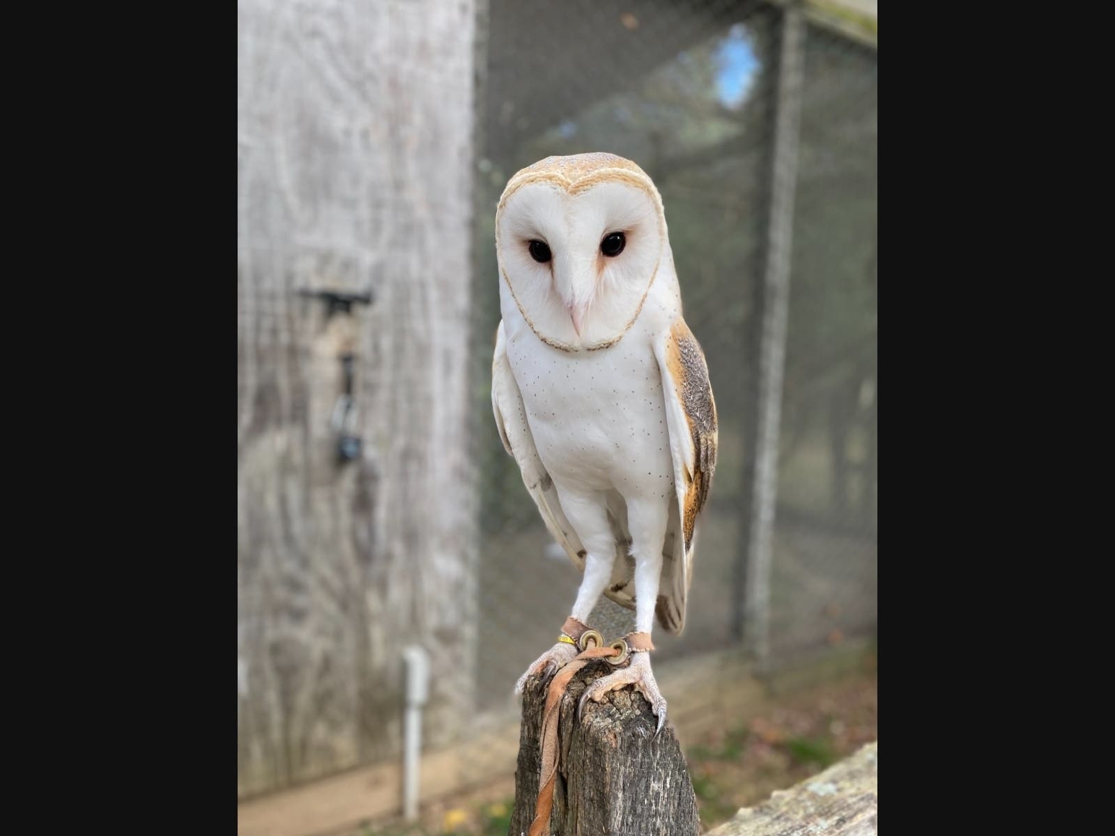 Sweetbriar Nature Center Searching for Missing Barn Owl Nebula