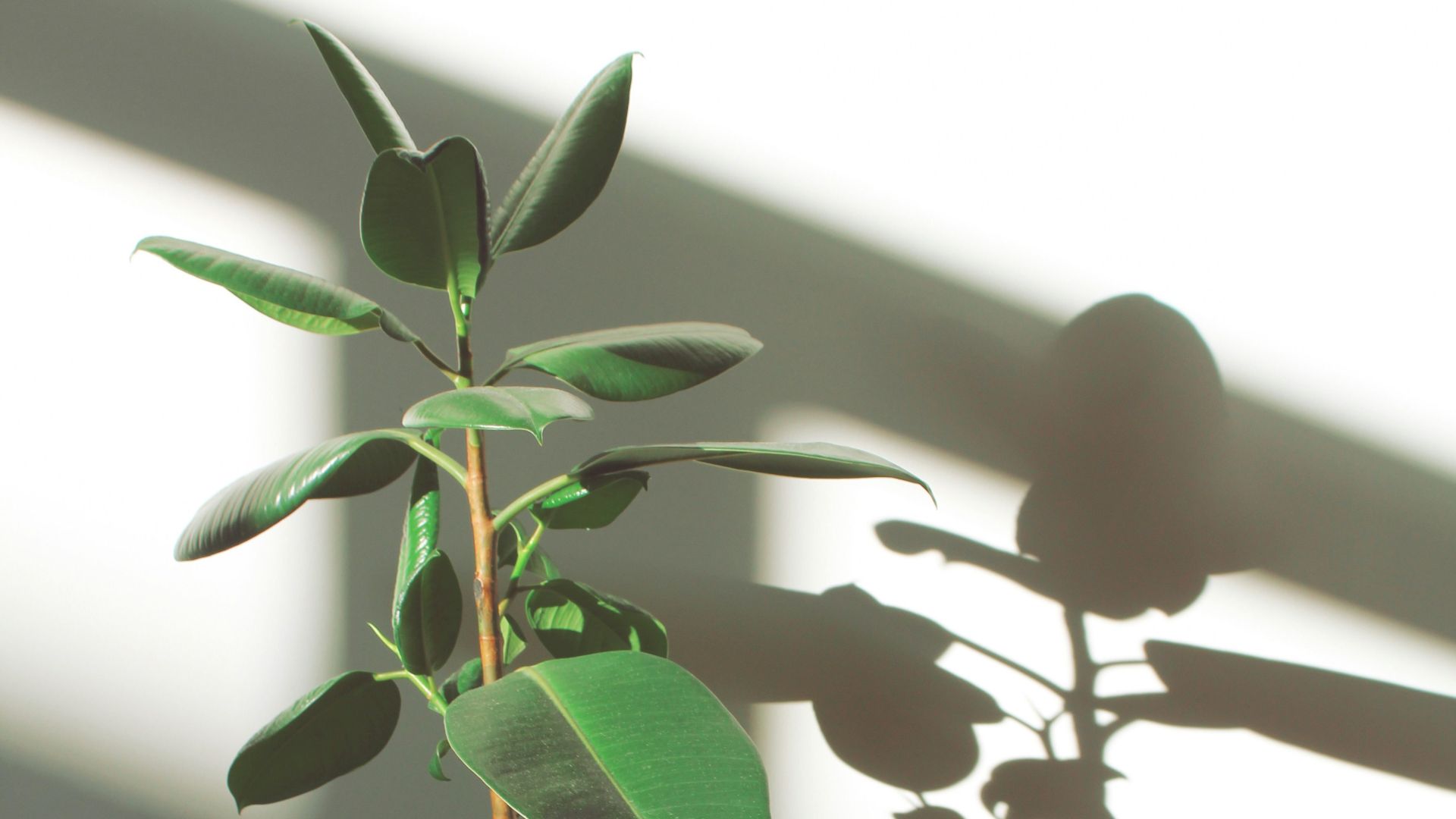 10 Reasons To Keep Plants In Your Home & 10 That Purify The Space